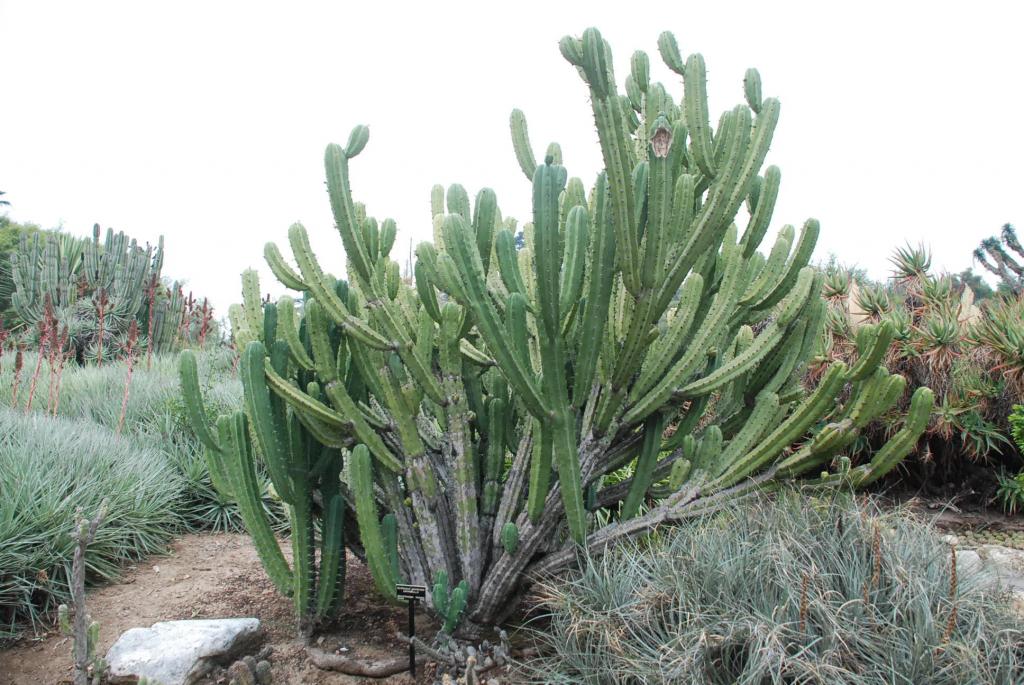 Myrtillocactus geometrizans: Garambullo ~ SAL & PIMIENTA