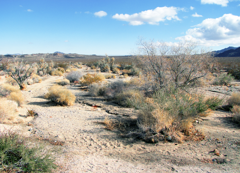 THUMBNAIL TRAVELER: MOJAVE DESERT, CALIFORNIA - DESERT SCRUB