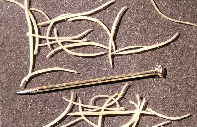 Our AKC Whippets: Spaghetti in your puppy's poop?