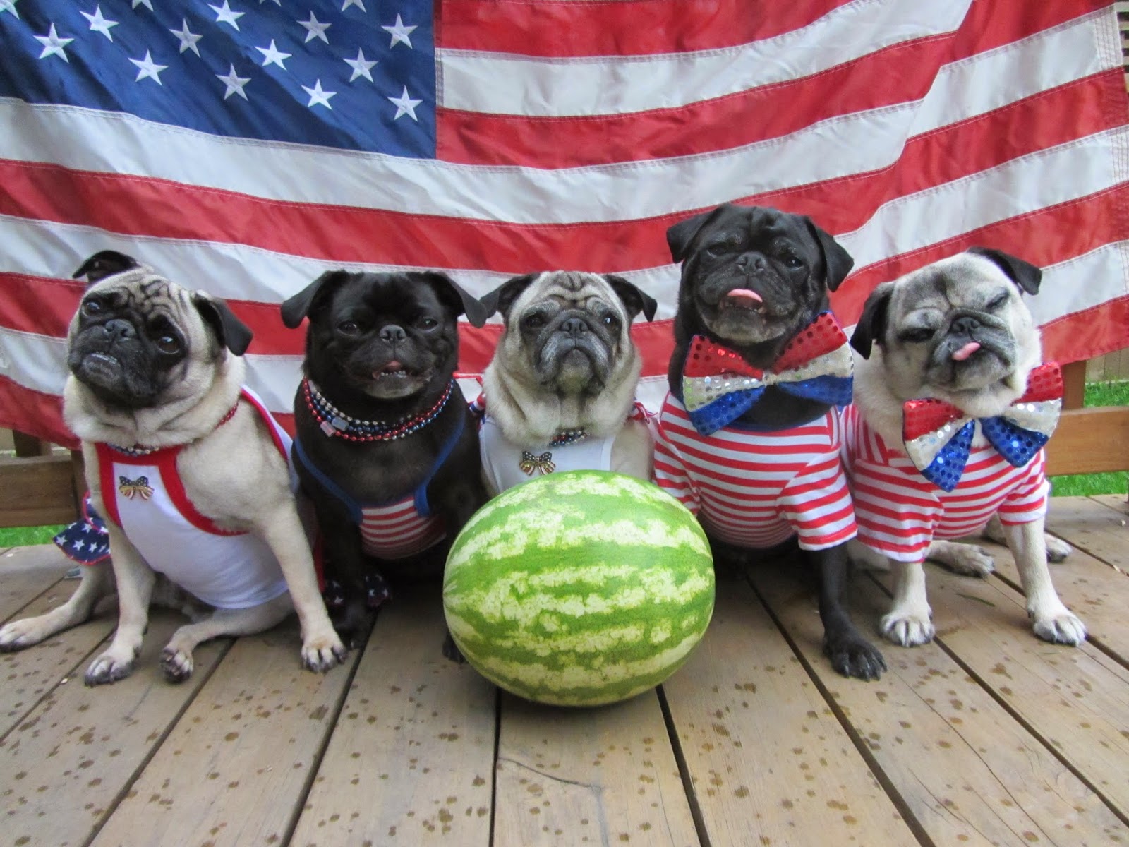 A Day in the Life of Pugs: 4th of July