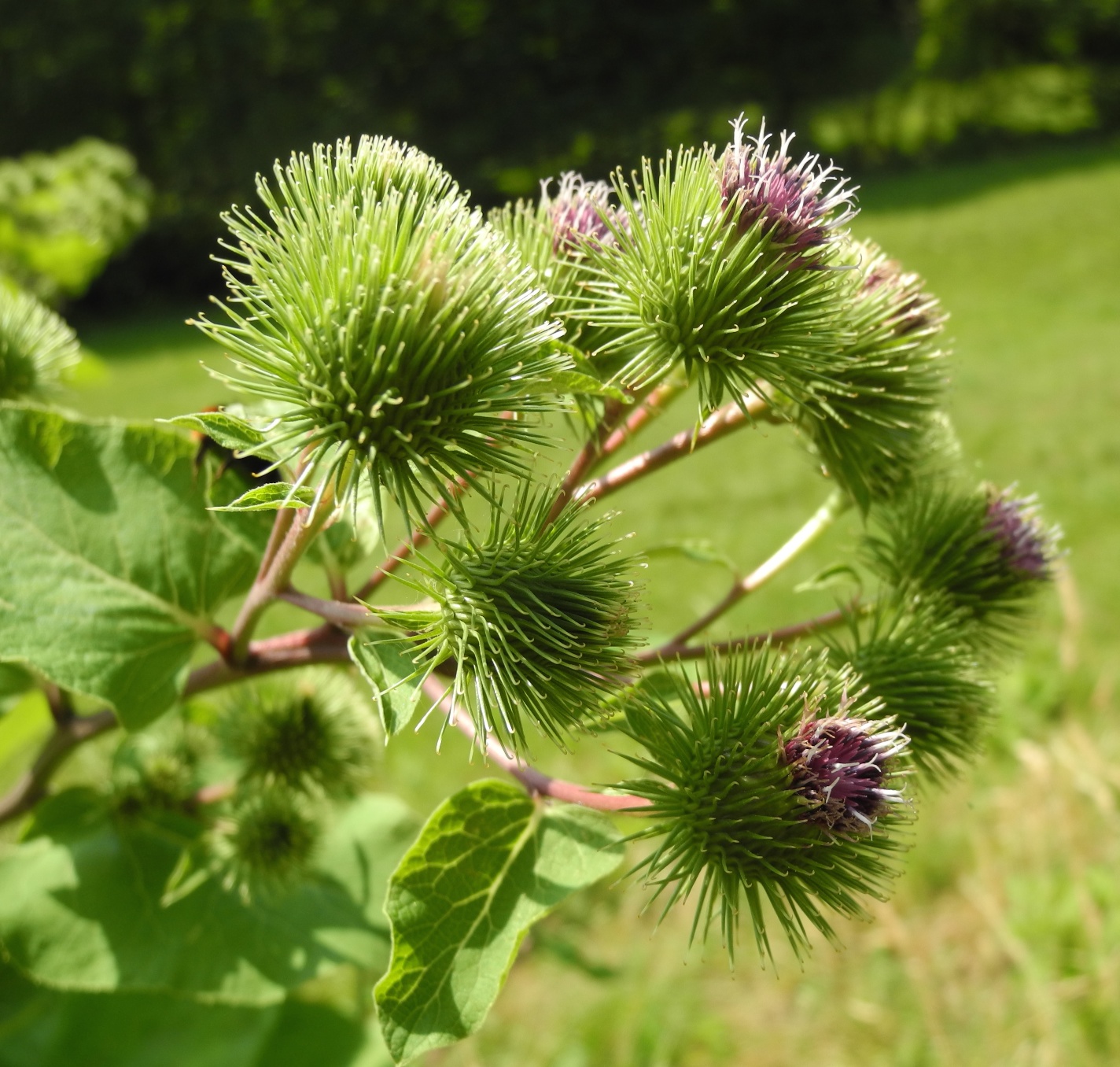 Schmiedegarten: Anhängliche Kletten