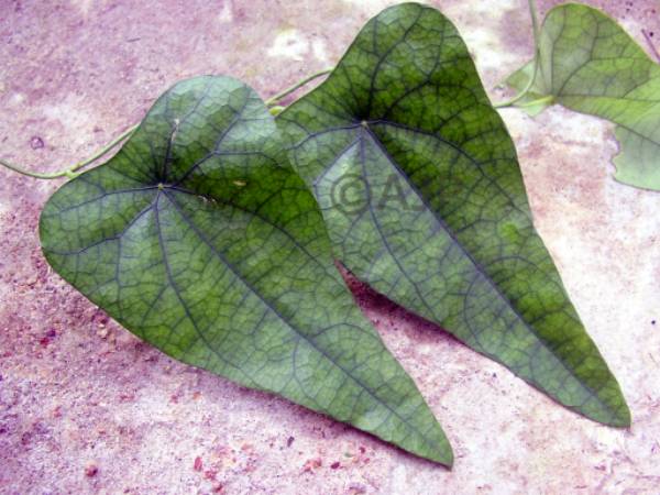 BAIDYA'S MEDICIN: Plants