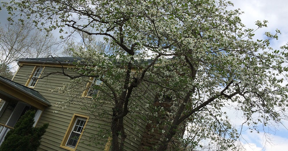 An English Girl Rambles from 2016 to ....: A POEM - THE SOUND OF TREES ...