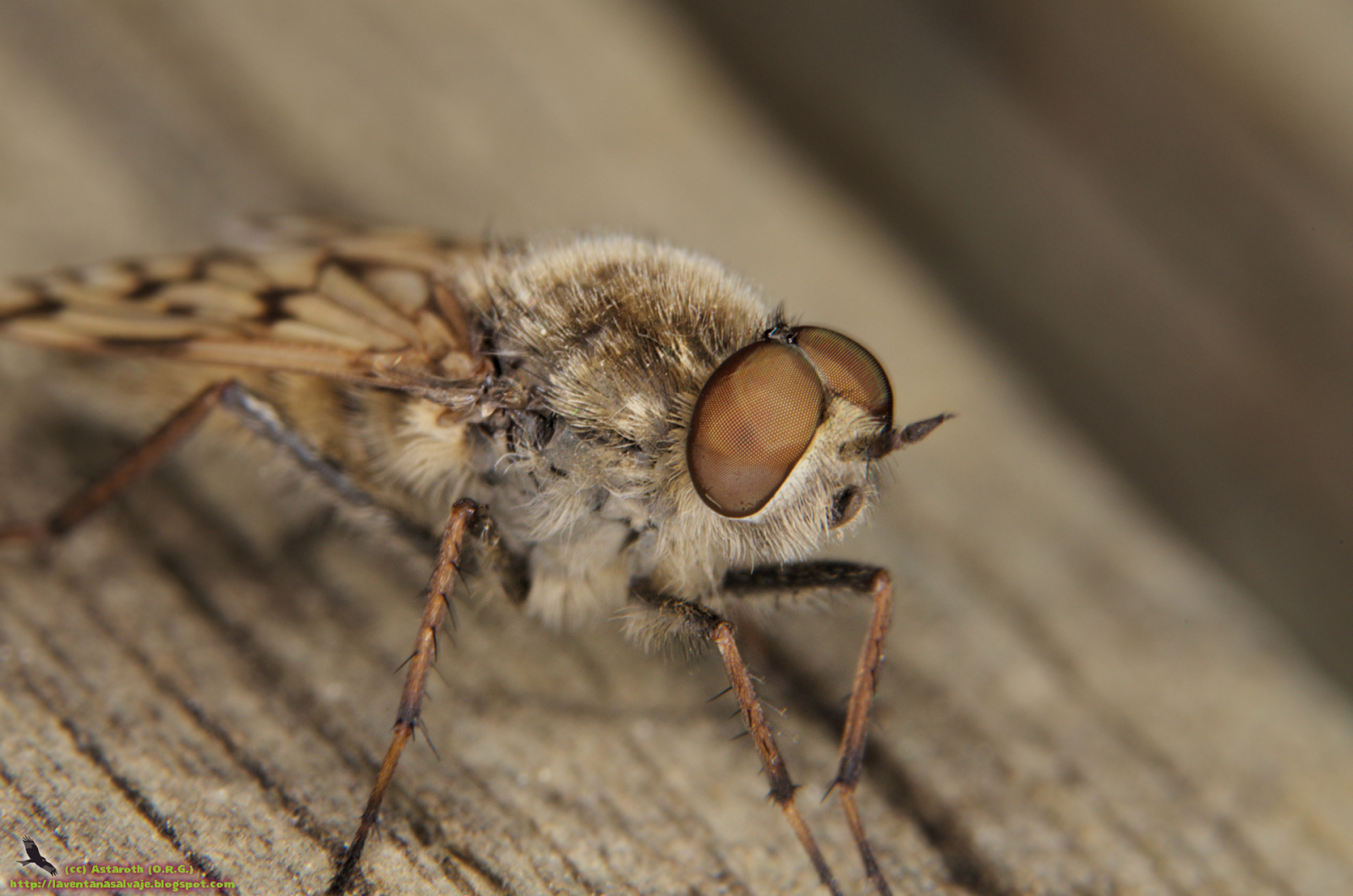 La Ventana Salvaje: junio 2016