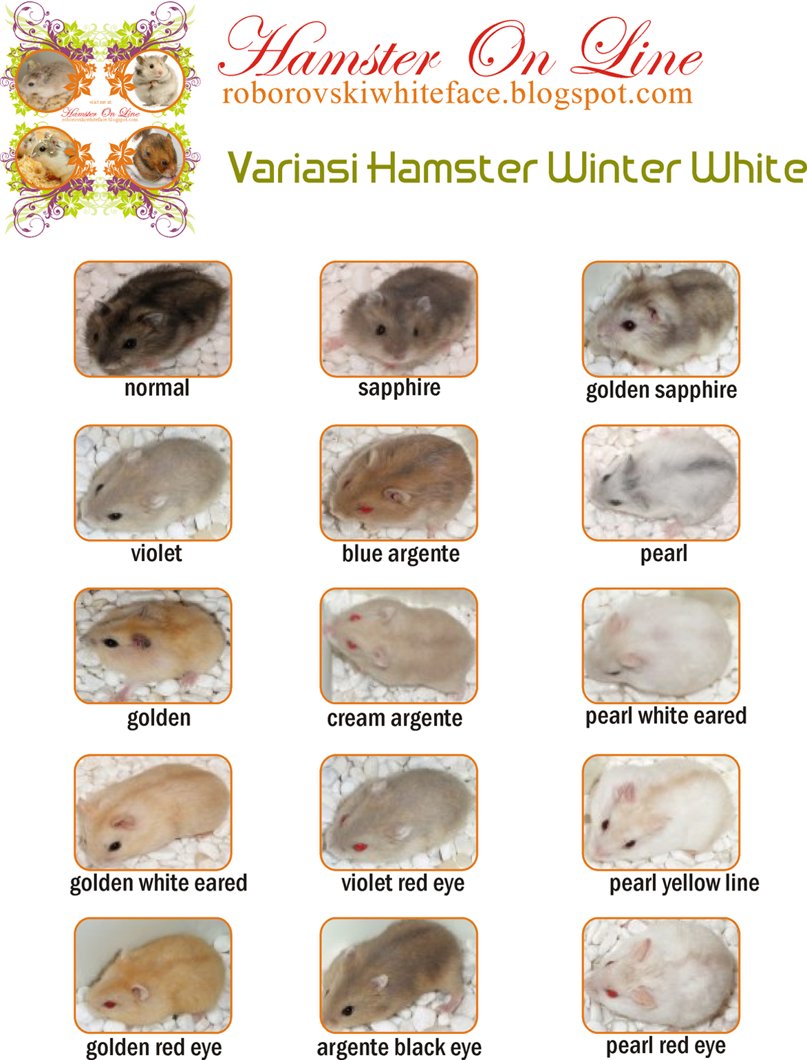 WELCOME TO MY BLOG: JENIS-JENIS HAMSTER YG ADA DI INDONESIA