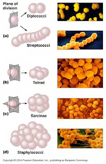Dhaka Journal: MICROBIOLOGY