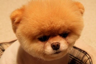 Boo, The Cutest Dog Ever Has Millions Of Fans On Facebook