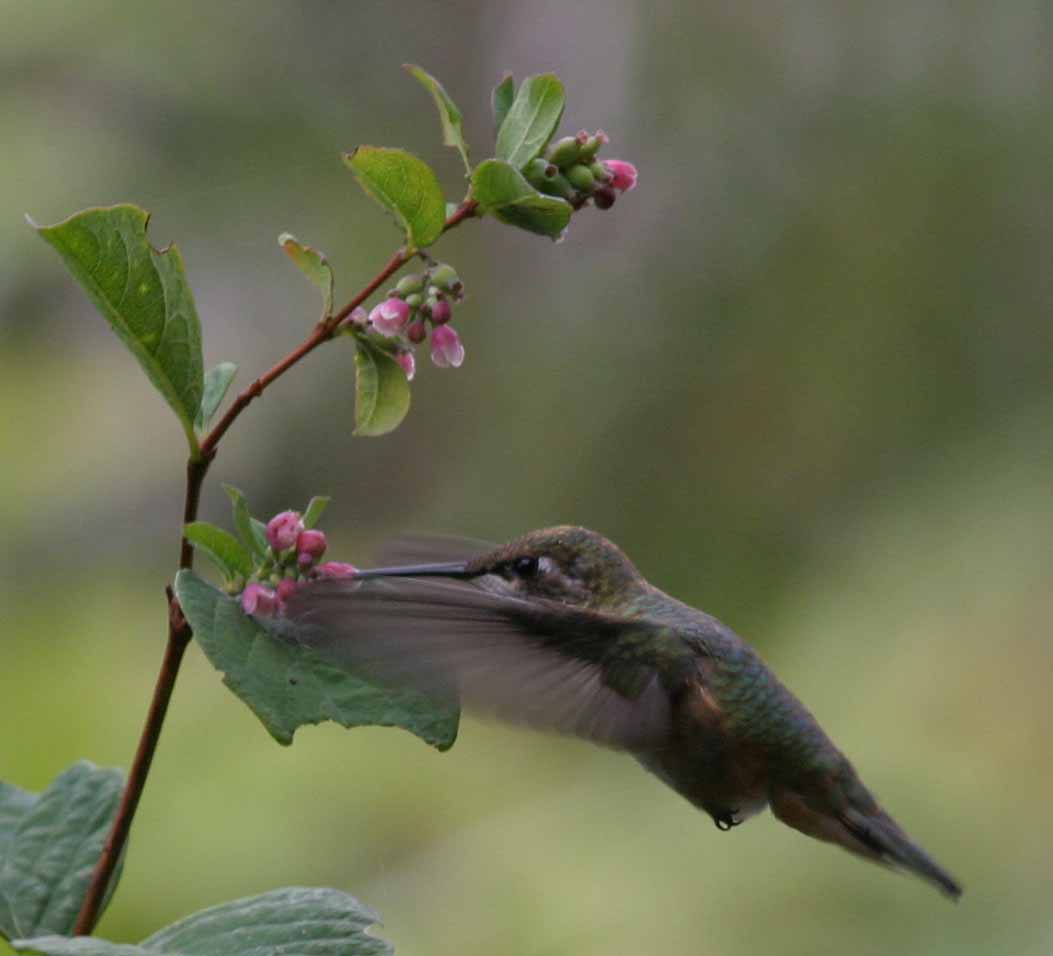 Island Time on Yellow: Rufous hummingbirds through the flowering season