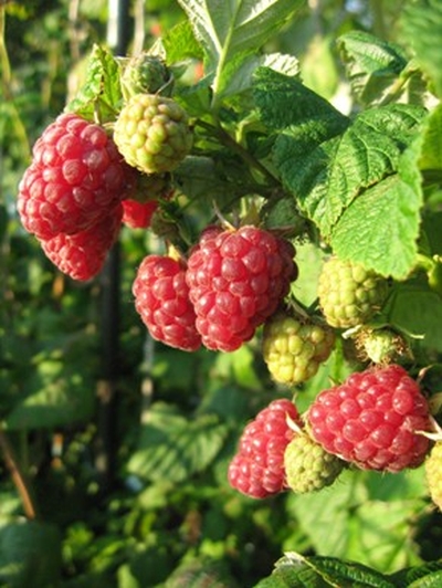 Técnicas de flores: Establecimiento de la plantación de frambuesa roja