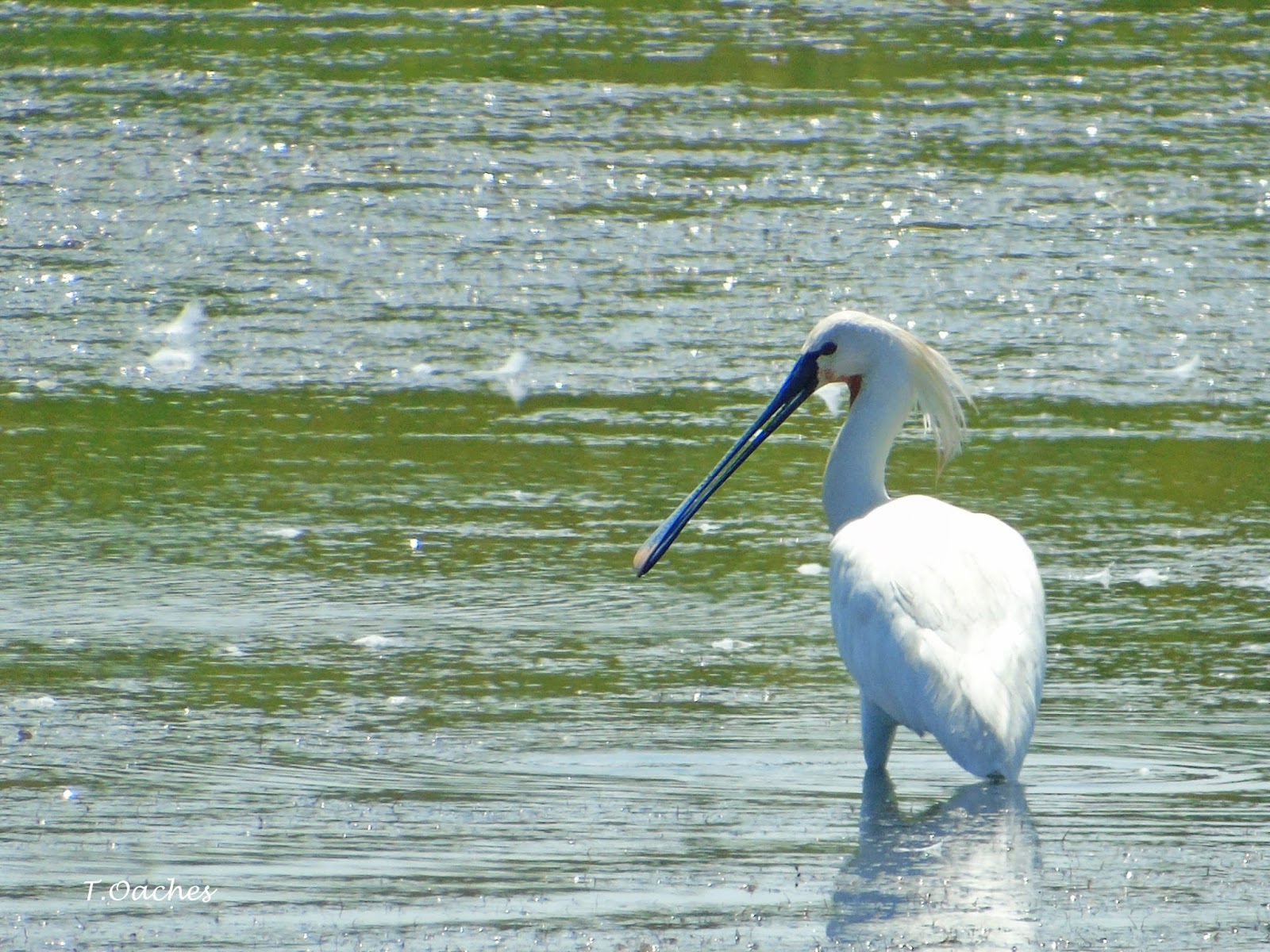 PASARI DIN ROMANIA: LOPATAR, Platalea leucorodia