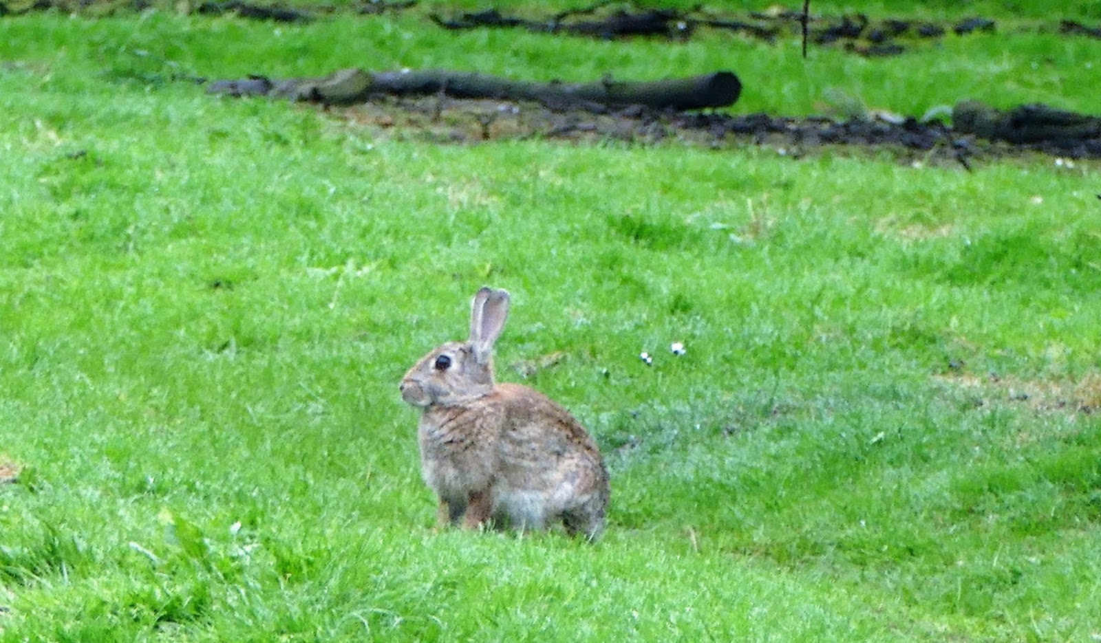 WALKING WITH THE MEDWAY WANDERER: Good Afternoon rabbits in the orchard ...
