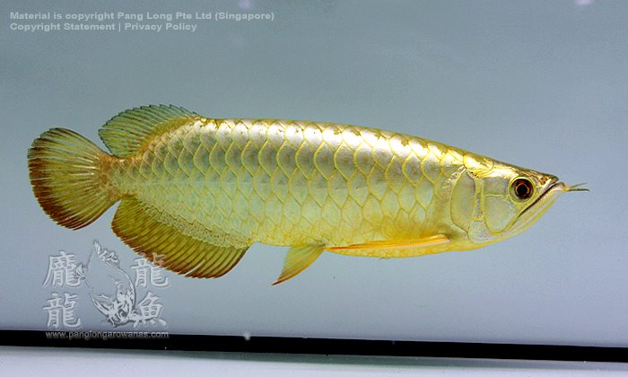24k Gold Arowana