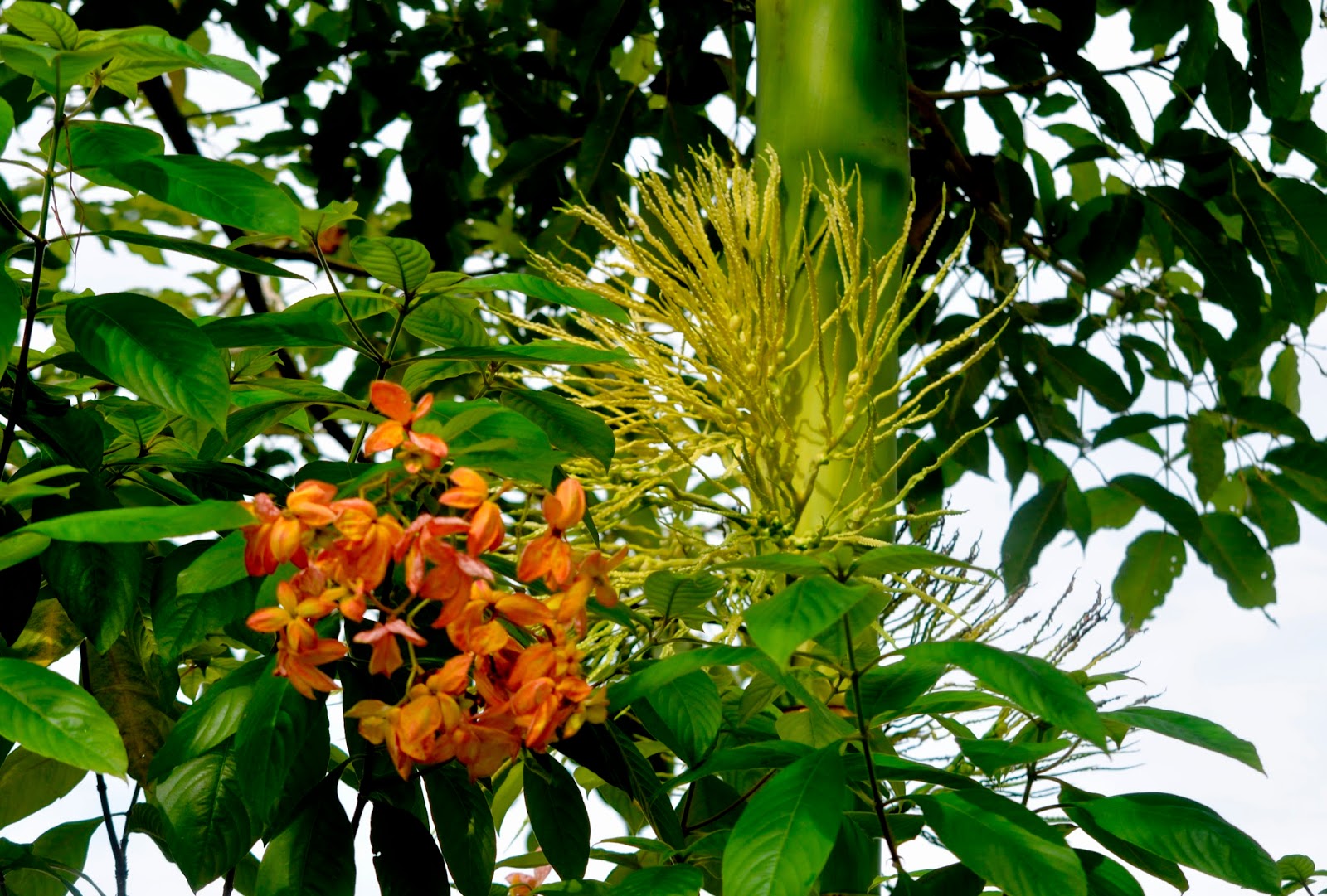 my Gardening Projects: Mussaenda 'Calcutta'