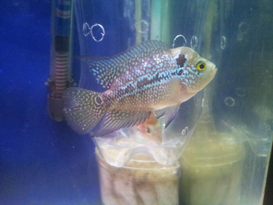 SEJARAH IKAN LOUHAN - PALAGAR