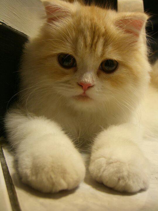 Omey's Belog: Kucing Ber-Alis