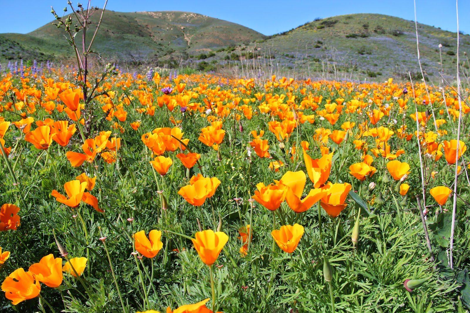wildsouthland: Santa Monica Mountains Wildflower Extravaganza