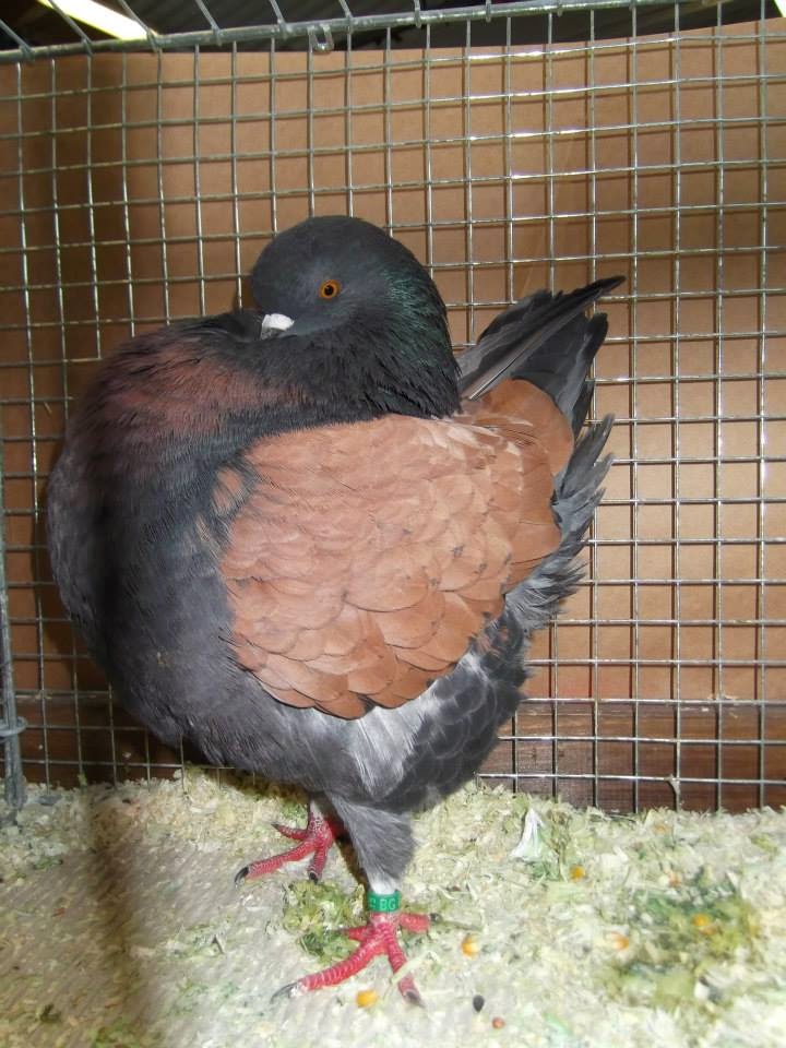 Fancy Pigeon Breeds: Modena Pigeons