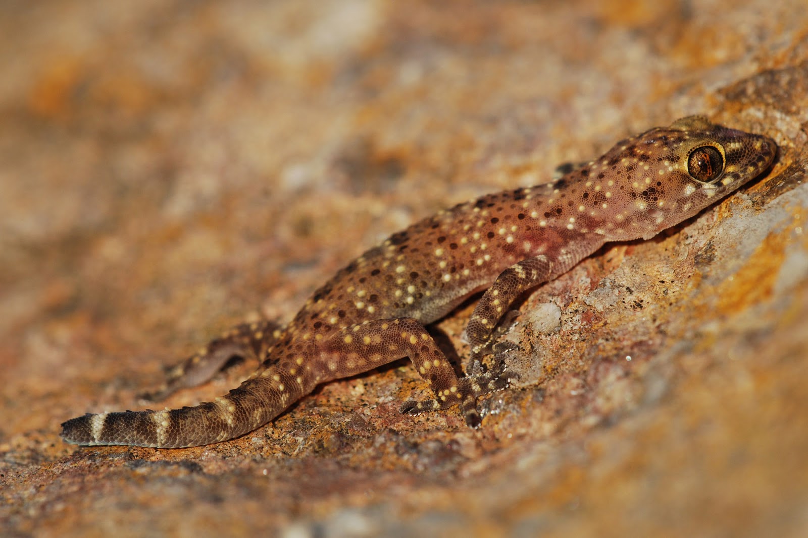 Yorkshire Field Herping and Wildlife Photography: A Field Herping Trip ...