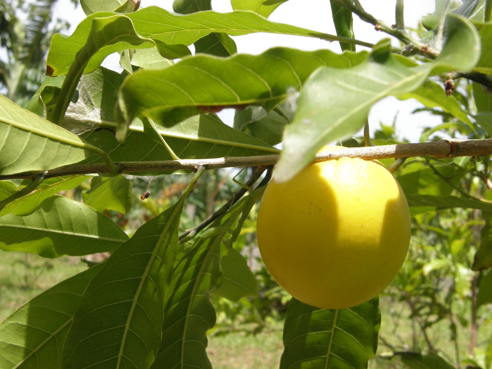 Fruit Warehouse: Abiu ( Pouteria caimito )
