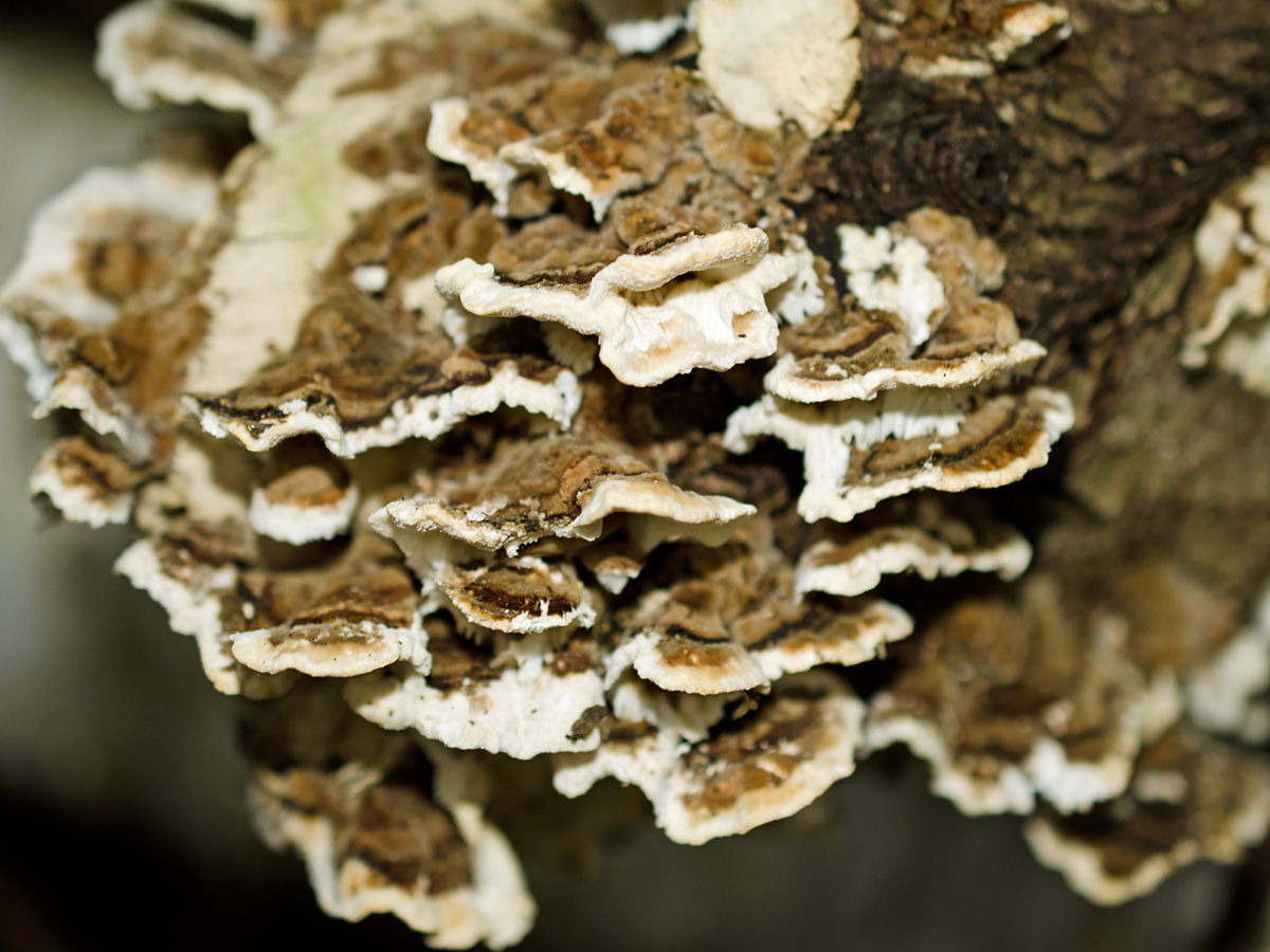 Wanderin' Weeta (With Waterfowl and Weeds): 06/01/2013 - 07/01/2013