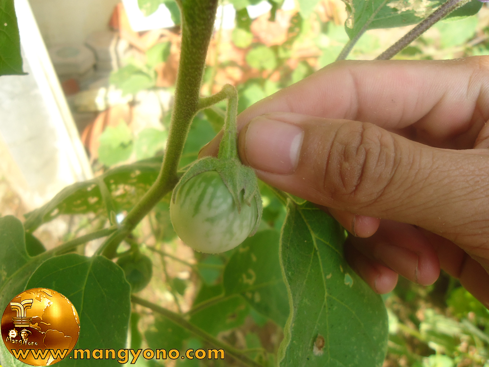 Menanam terong kuning, peuheur (Solanum indicum )