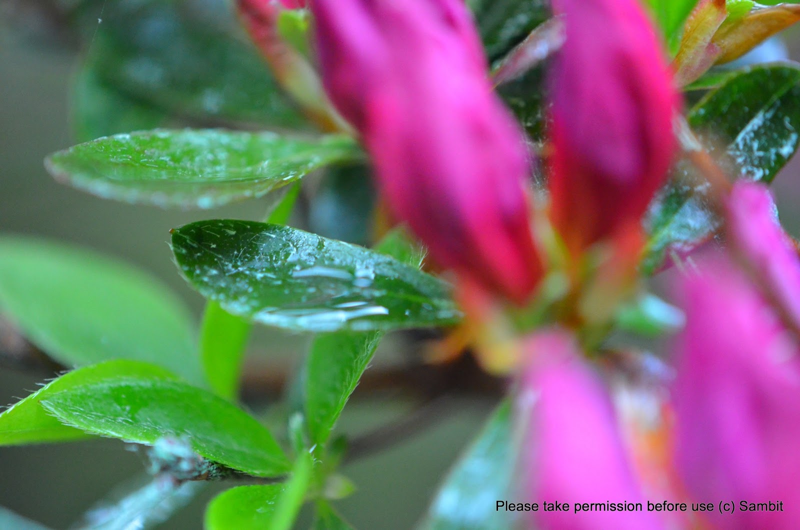 Celebrating life and nature in photography: Spring Rain