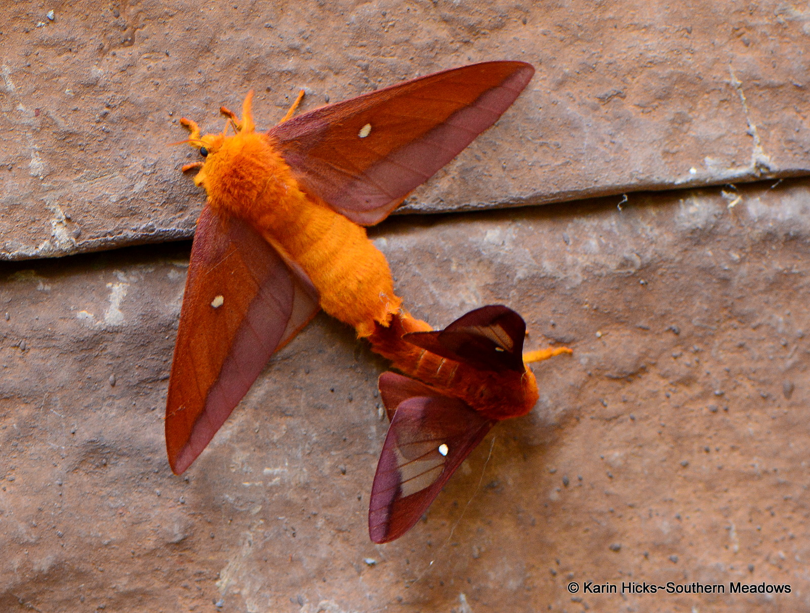 Mating Oakworm Moths