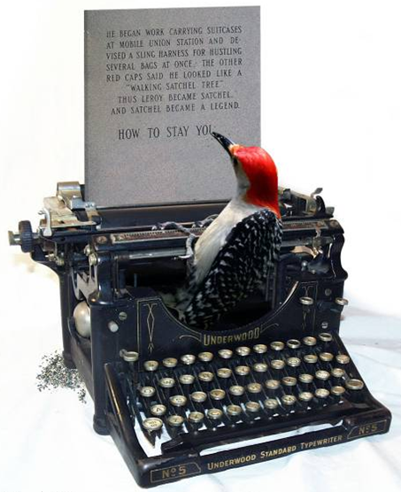 oz.Typewriter: Birds and Typewriters