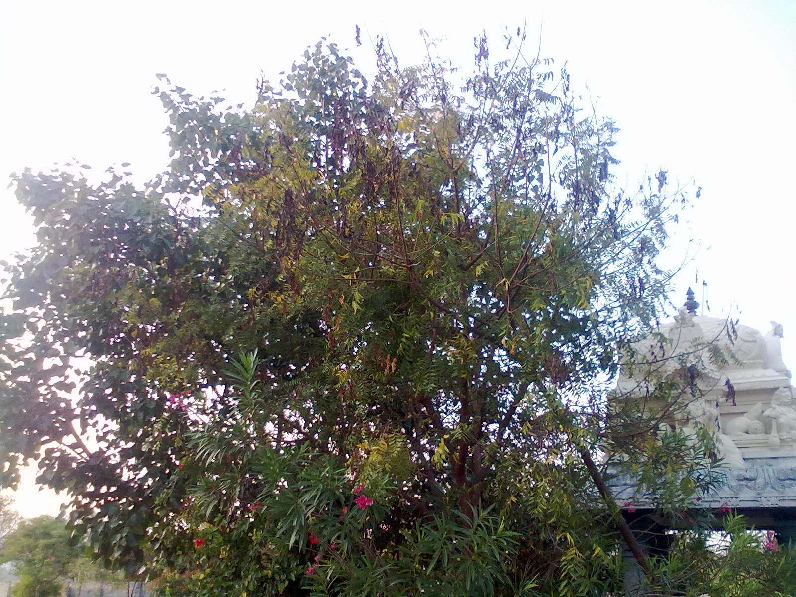 Microbiology: Biological Warfare against Azadirachta indica ( Neem Tree)?