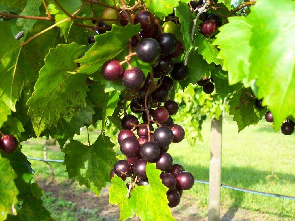 The Wine Cave: The “Muscadine Grape”….100% American!