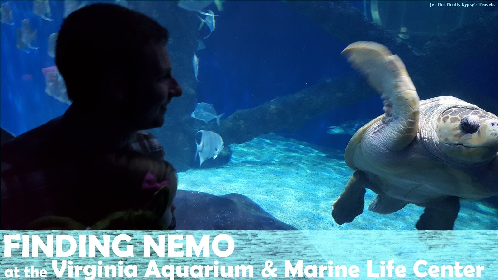 The Thrifty Gypsy's Travels : Finding Nemo at the Virginia Aquarium ...