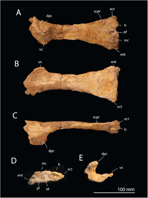 Sciency Thoughts: Pterosaurs from the End Cretaceous of Morocco.