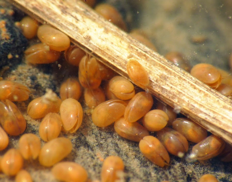 Hobby Acquario: OSTRACODI - Guida pratica