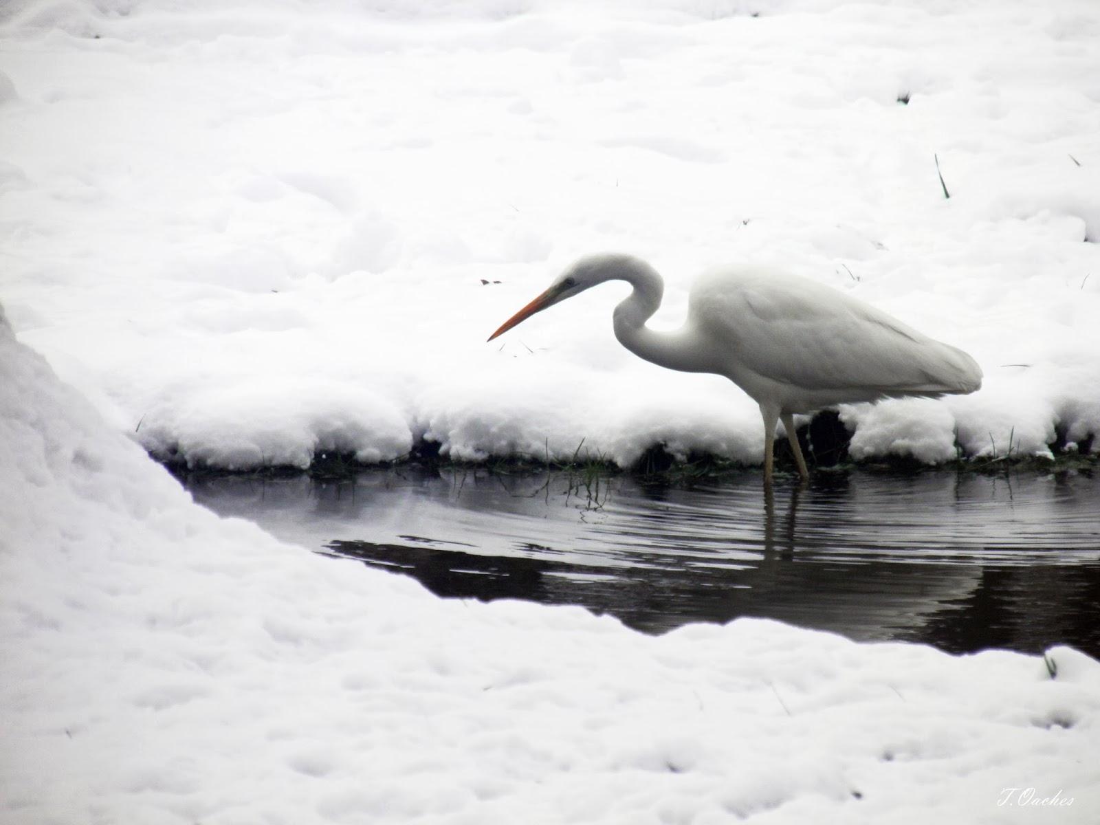 PASARI DIN ROMANIA: EGRETA MARE, Ardea alba