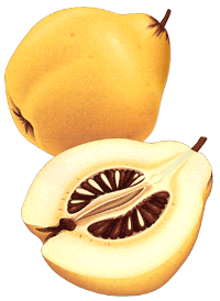 Hd Kaliteli Ayva Resimleri ~ Resimler Diyarına Hoşgeldiniz