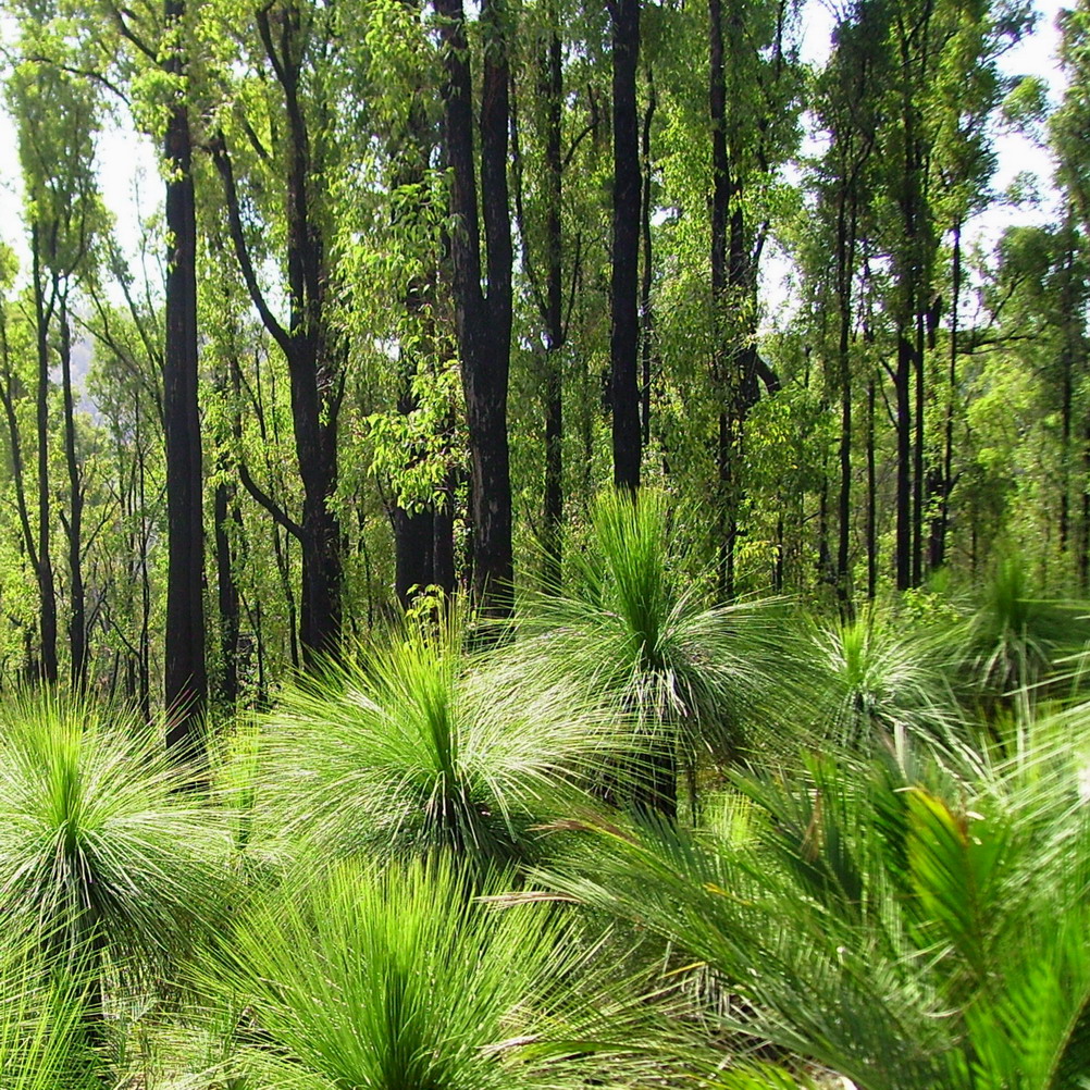 Pearl E Queen: Beautiful Balga