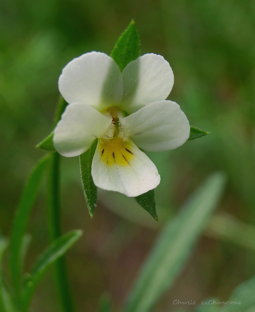 Chwile zaChwycone: Fiołki z leśnej polany