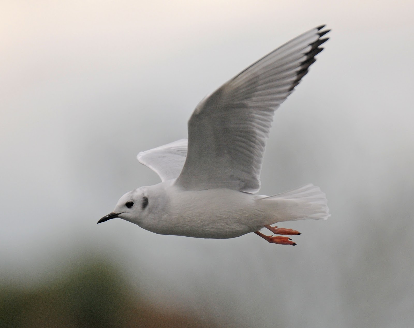 Bill's Birding: How to over-photograph a Bonaparte's Gull