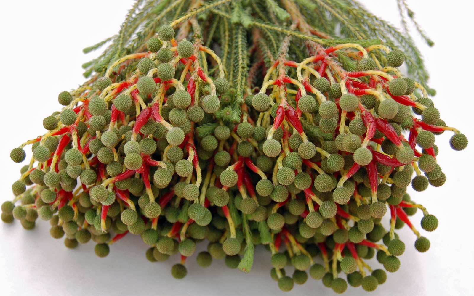 A Passion for Flowers: Berzelia – Texture for the Senses