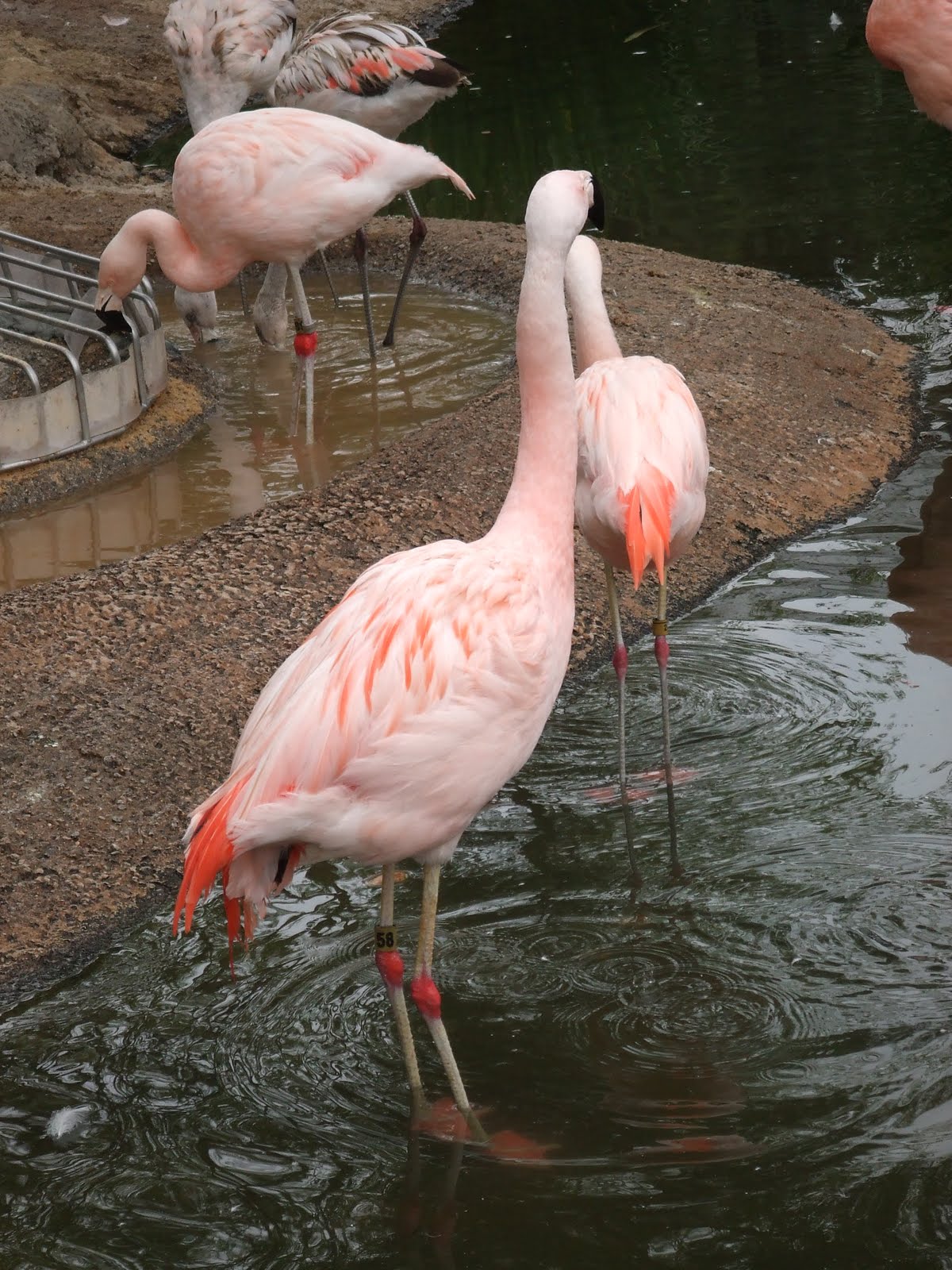 Red Rose Alley: Flamingos