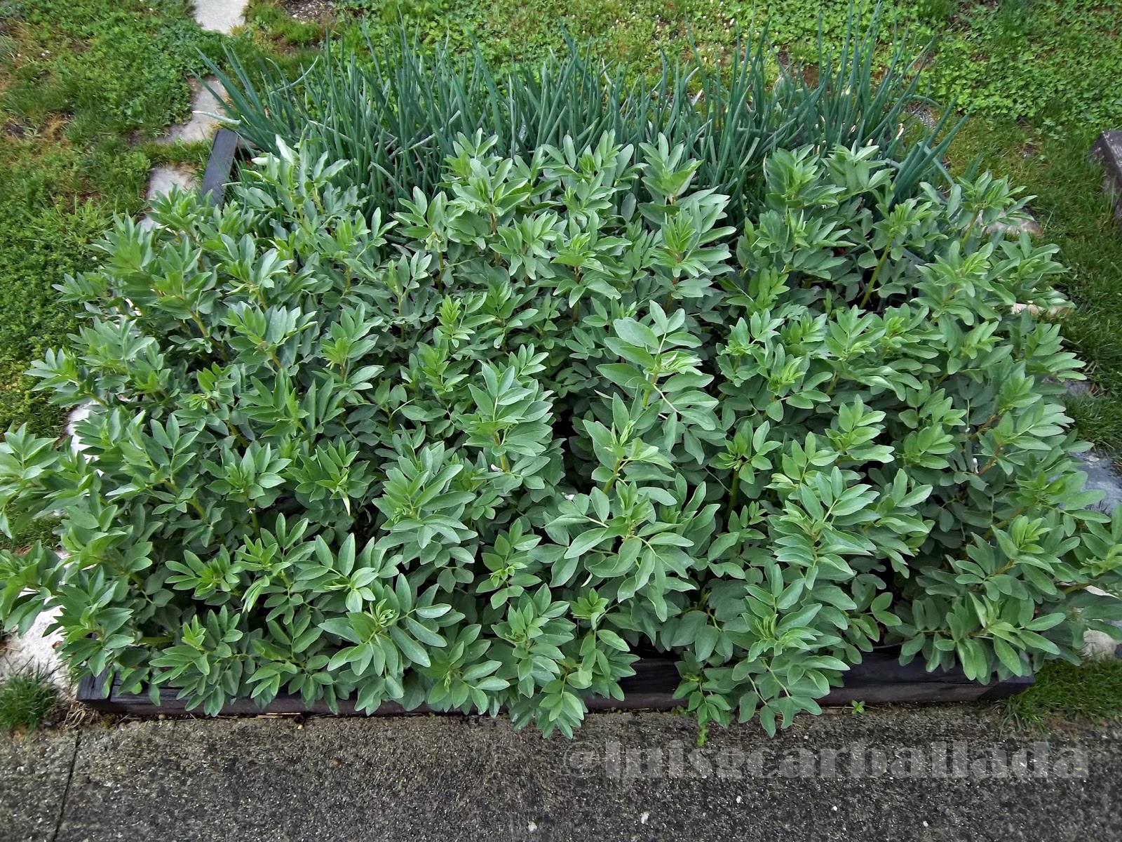 HABA DE MAYO. ( VICIA FABA).