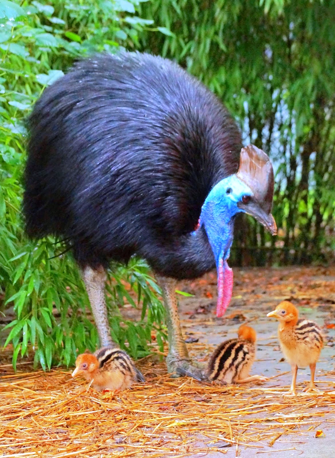 CASSOWARY photos - wallpapers (ανανεωμένο) | the fun bank