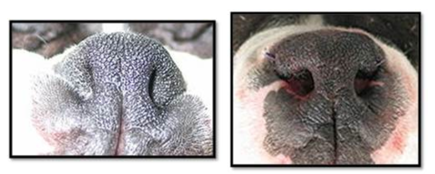 Pedigree Dogs Exposed - The Blog: November 2013