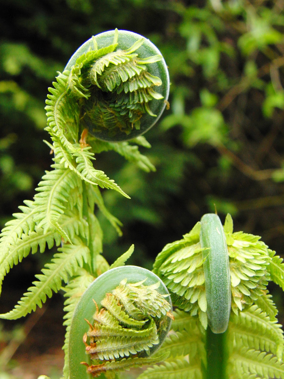 A Rural Life: Classic Fern
