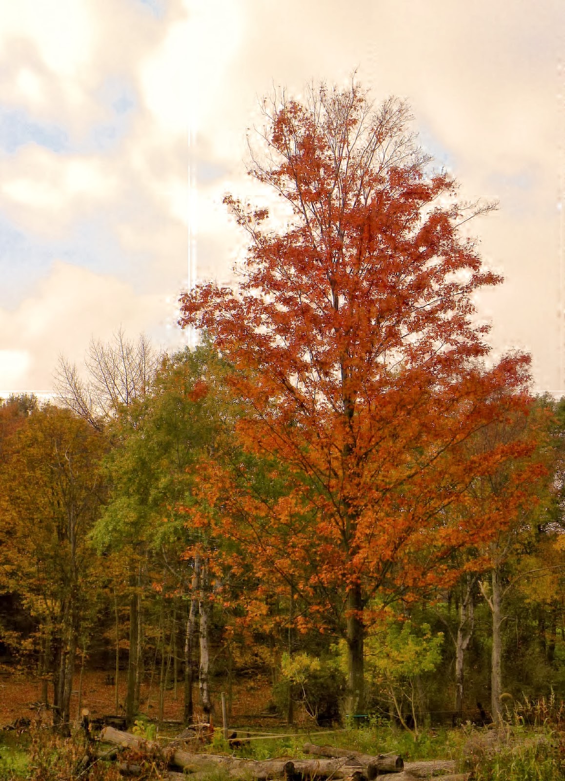 Westbrook Farm: Interesting Maple Facts