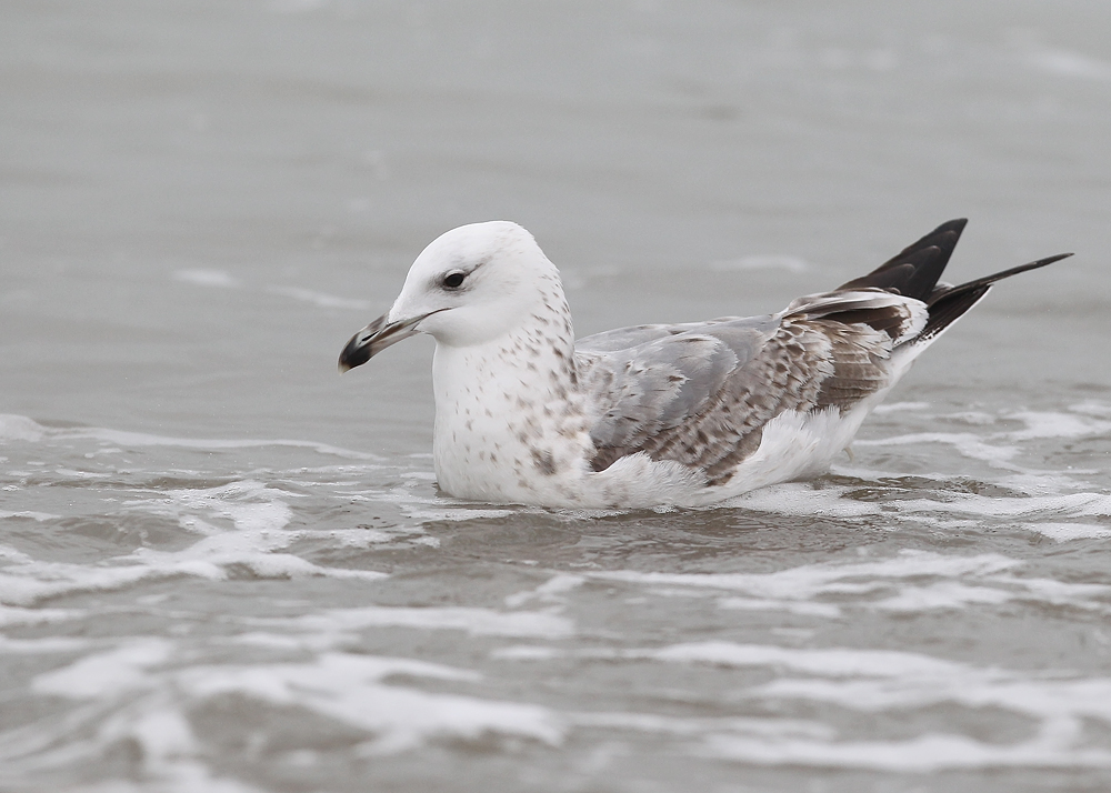 Richard Smith - Birdwatching Days Out: 2x CASPIAN GULL, 1st winter ...