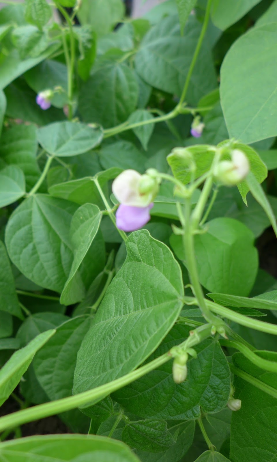 Basicallyitsgrowing: Dwarf beans - productive and tasty, the perfect bean!