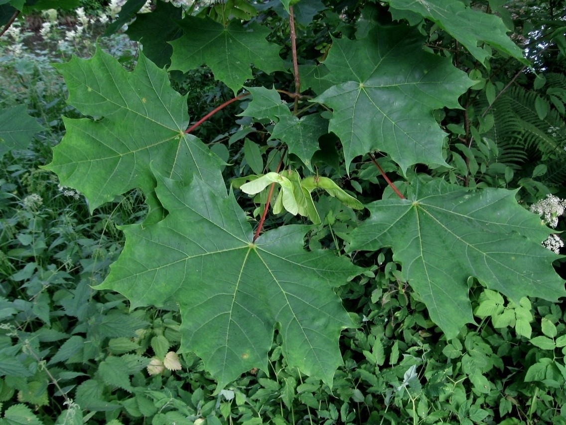 Retkiä kasvimaailmaan: Vaahtera