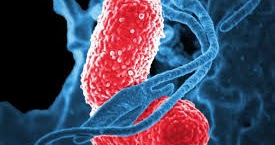 Voordierenblogger: Eet smakkelijk: Bacteriële infecties van dier naar ...