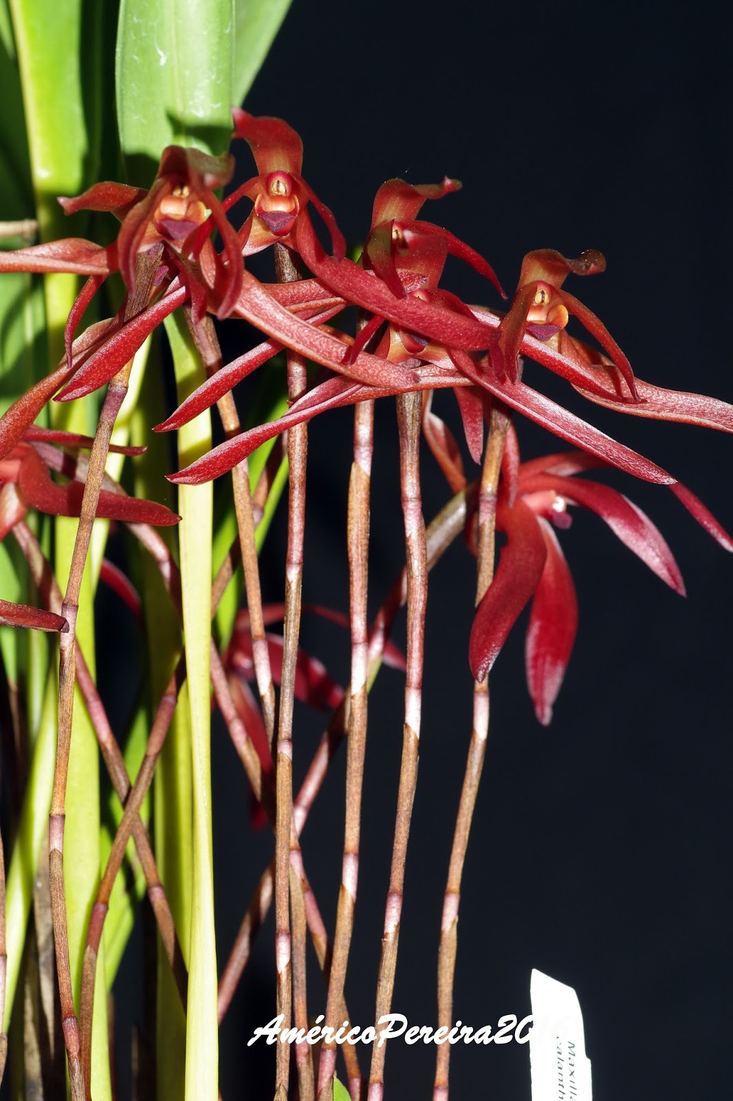 Orquídeas soltas: Maxillaria calantha